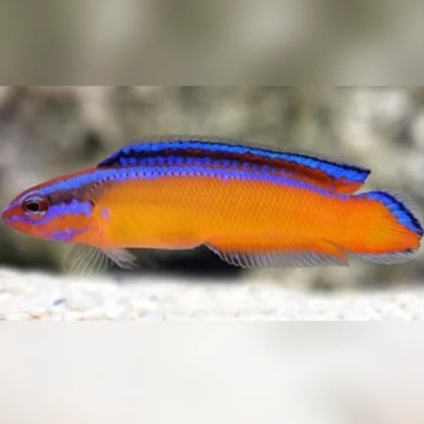 Neon Dottyback For Sale | Bristleworm Hunter & Hardy Marine Fish – AquariumFish.com