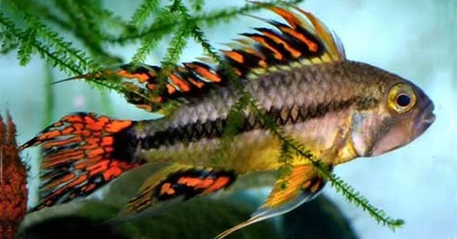 Freshwater Fish – AquariumFish.com