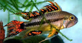 Freshwater Fish – AquariumFish.com