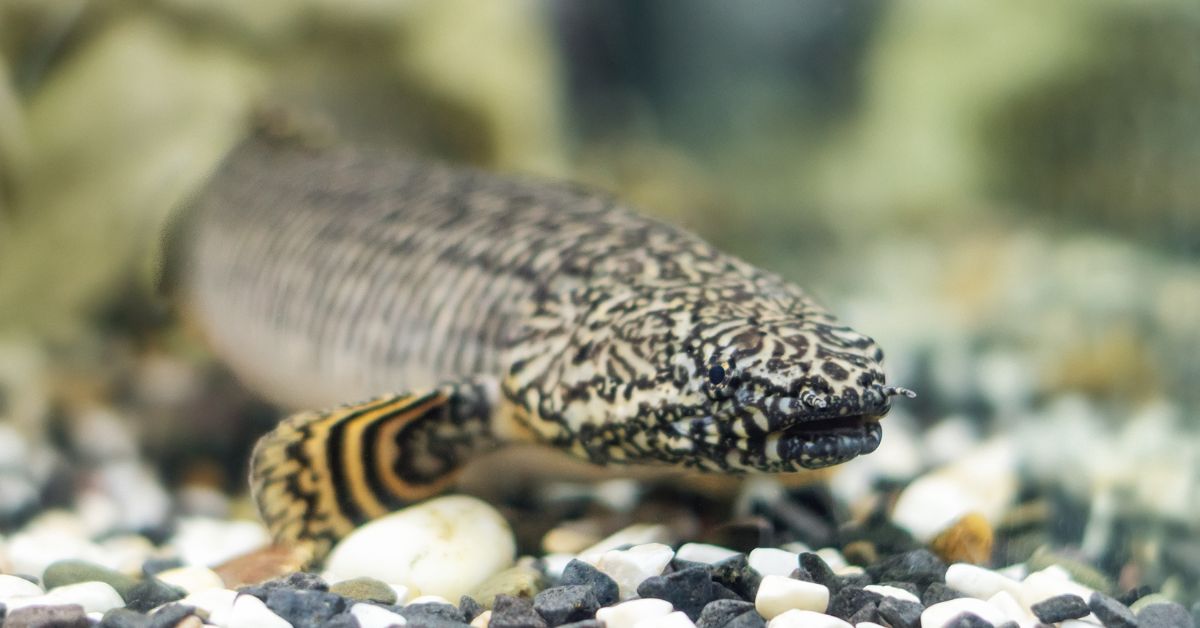 Freshwater African Fish – AquariumFish.com