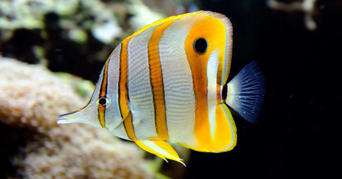 Butterflyfish for Sale | AquariumFish.com
