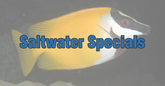 Saltwater Fish – AquariumFish.com