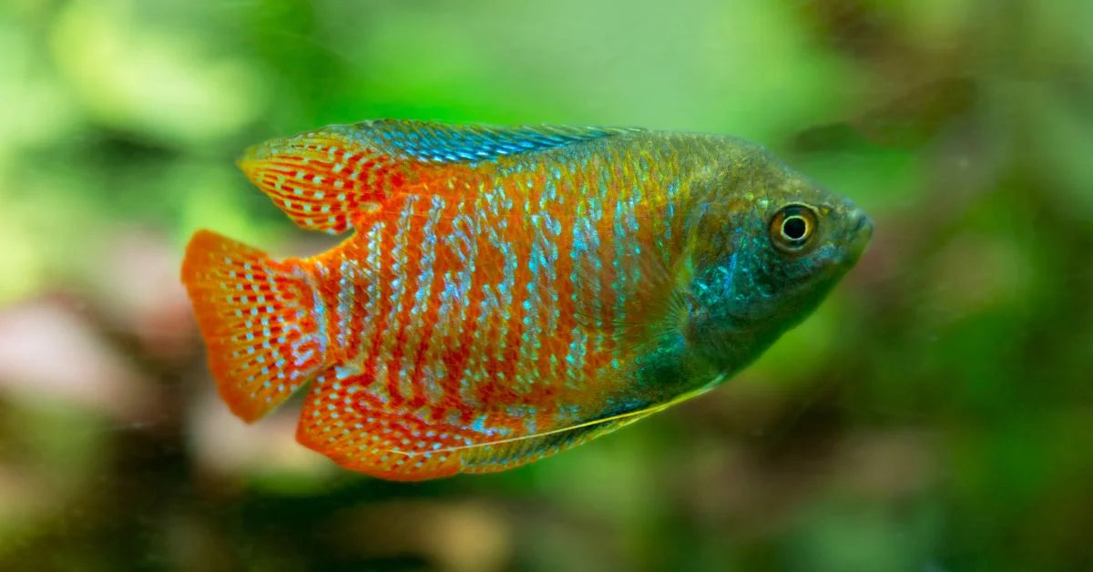 Gourami – Page 2 – AquariumFish.com