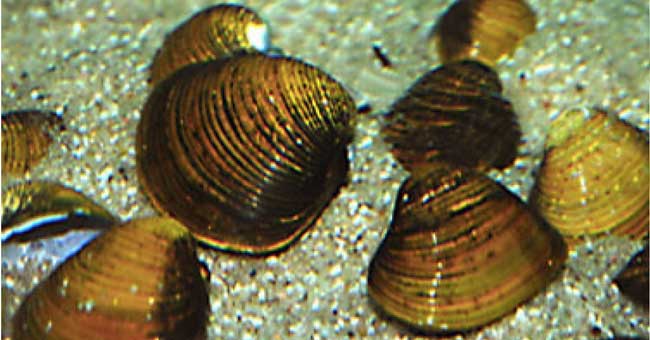 Collections – AquariumFish.com