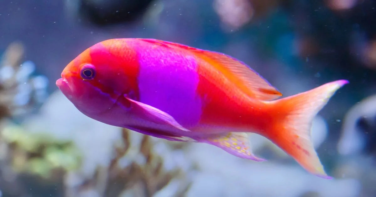 Anthias for Sale | AquariumFish.com