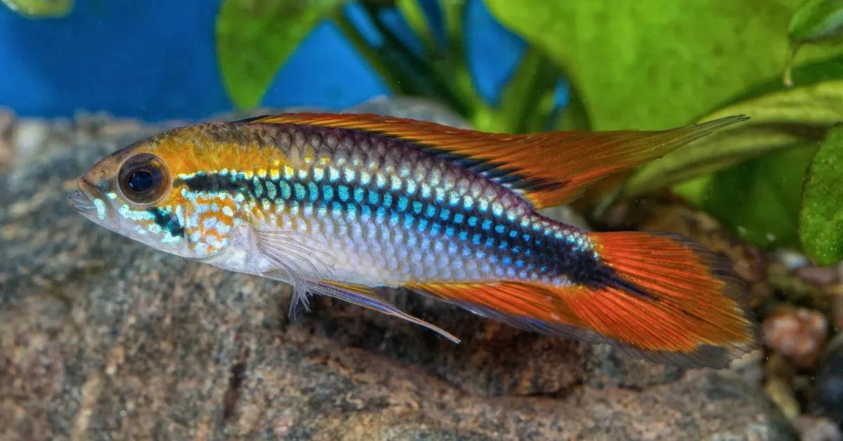 Apistogrammas for Sale | AquariumFish.com