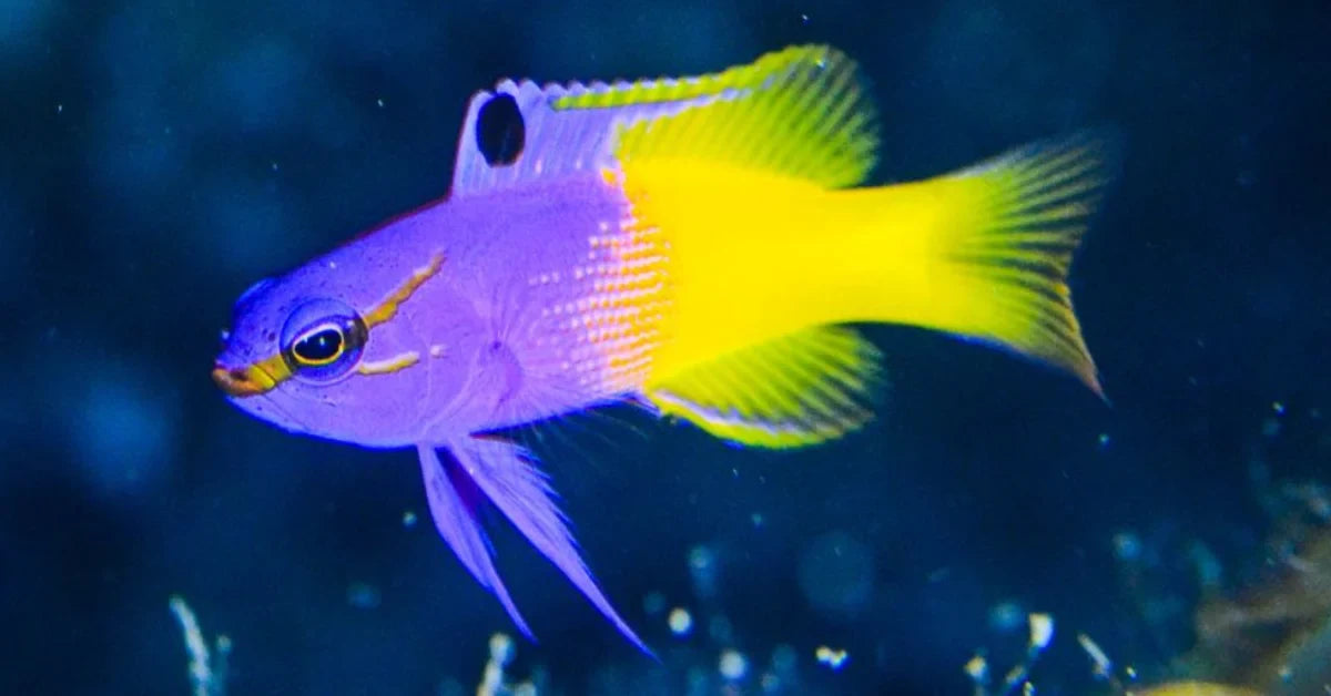 Basslets for Sale | AquariumFish.com