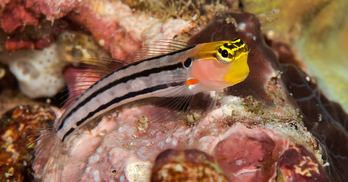 Blennies for Sale | AquariumFish.com