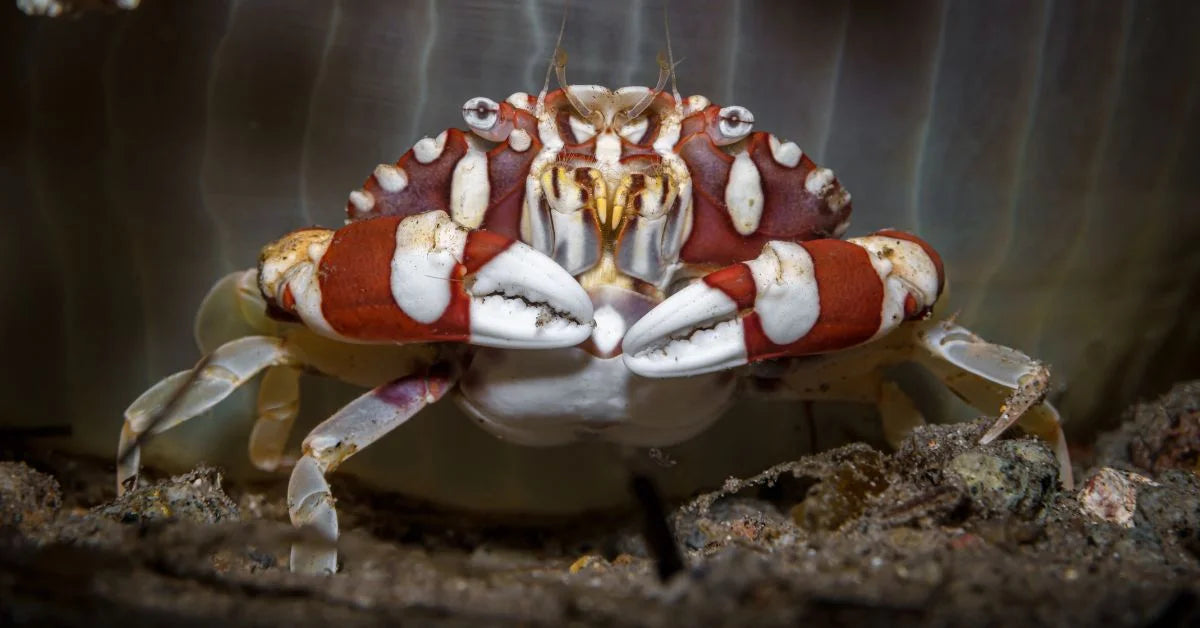 Saltwater Crabs for Sale | AquariumFish.com