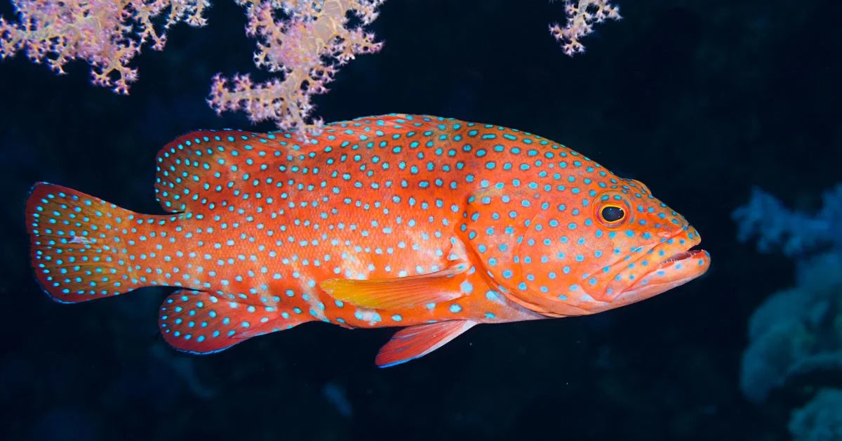 Groupers for Sale | AquariumFish.com