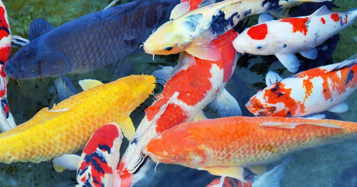Koi – AquariumFish.com