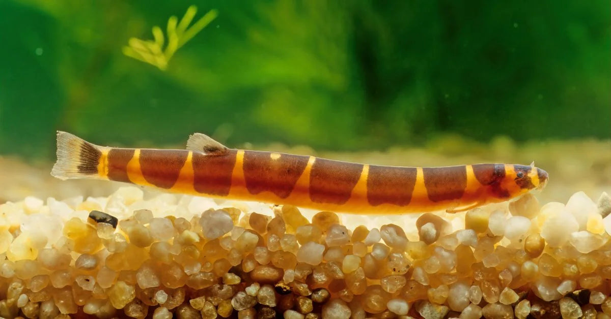 Loaches for sale – AquariumFish.com