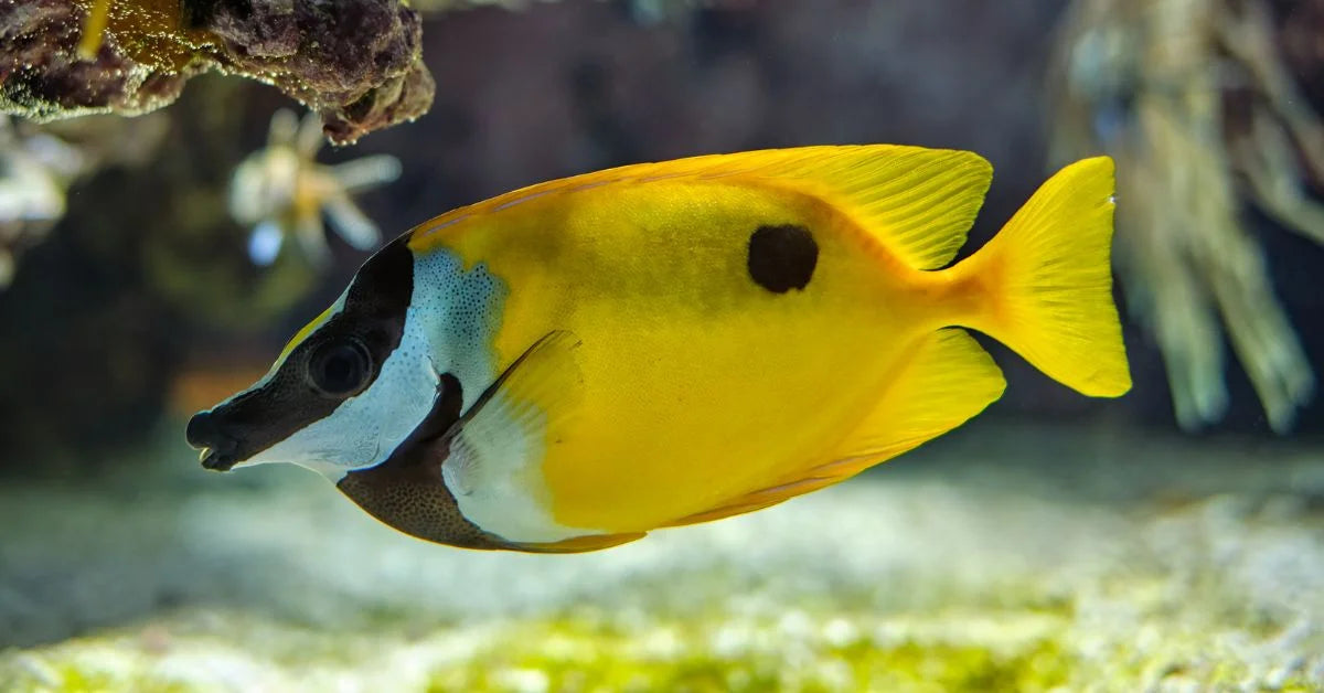Rabbitfish for Sale | AquariumFish.com