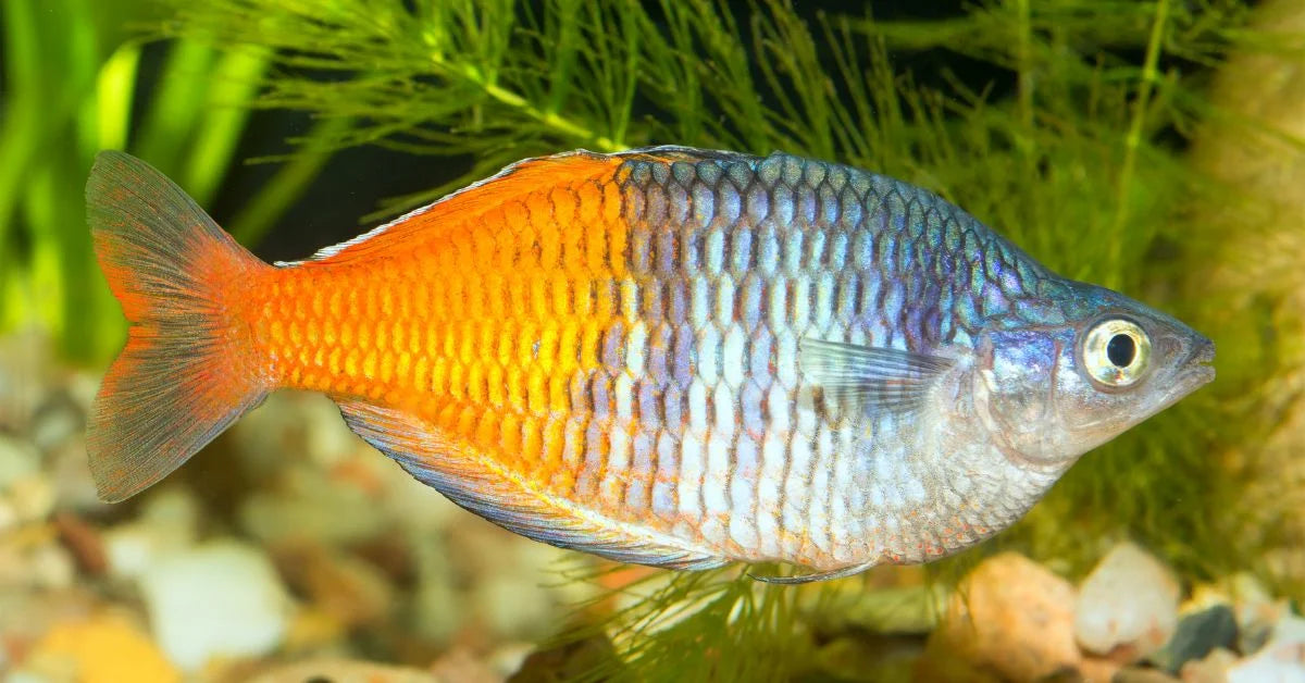 Rainbowfish for Sale | AquariumFish.com