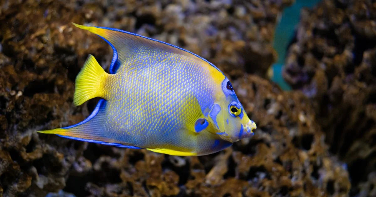 Saltwater Angelfish for Sale | AquariumFish.com