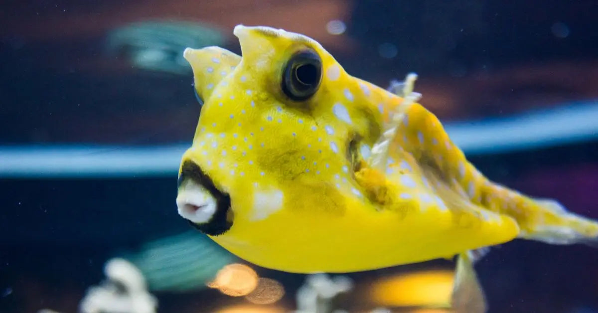 Cowfish & Boxfish for Sale | AquariumFish.com