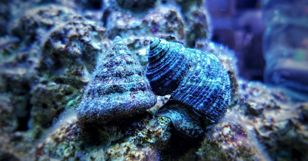 Saltwater Snails for Sale | AquariumFish.com