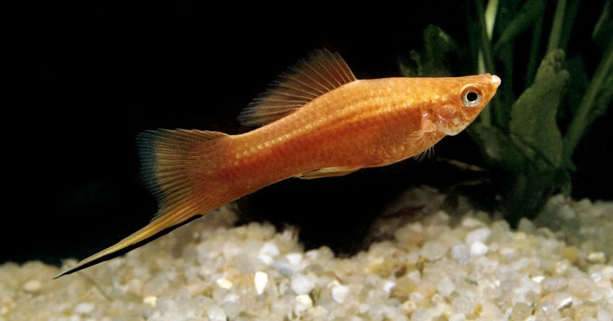 Swordtails for sale – AquariumFish.com