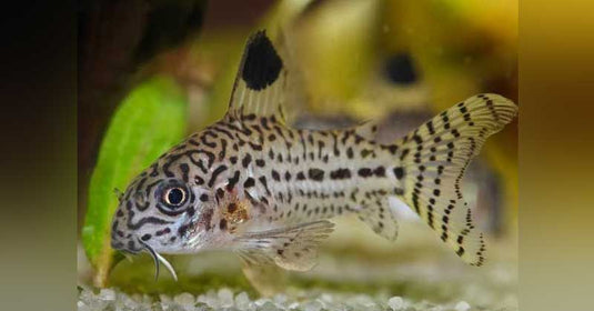 Freshwater Fish – AquariumFish.com