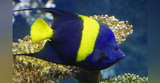 Saltwater Fish – AquariumFish.com