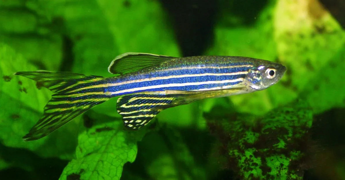 Danios – AquariumFish.com