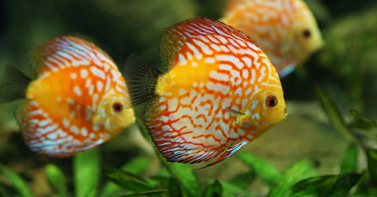 Discus Fish for Sale | AquariumFish.com
