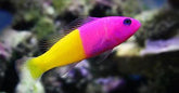 Saltwater Fish – AquariumFish.com
