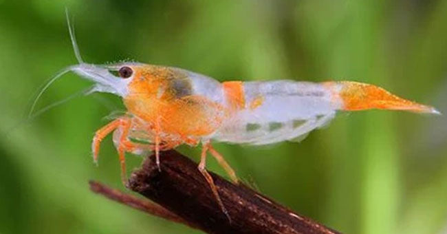Freshwater Shrimp – AquariumFish.com