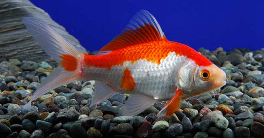 Freshwater Fish – AquariumFish.com
