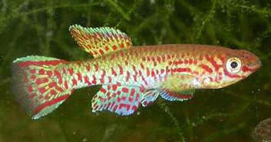 Freshwater Fish – AquariumFish.com