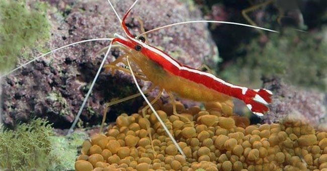 Saltwater Shrimp – AquariumFish.com