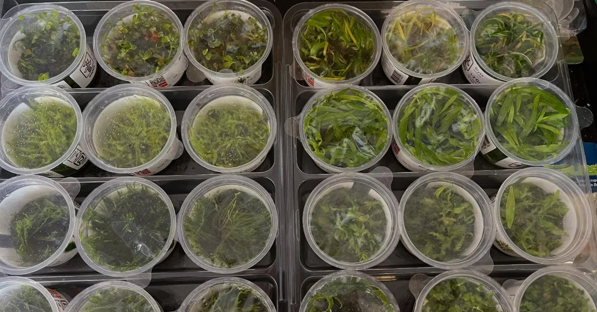 Freshwater Tissue Cultures for Sale | AquariumFish.com – Page 3