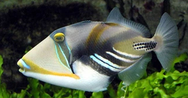 Saltwater Fish – AquariumFish.com