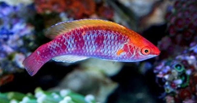 Saltwater Fish – AquariumFish.com
