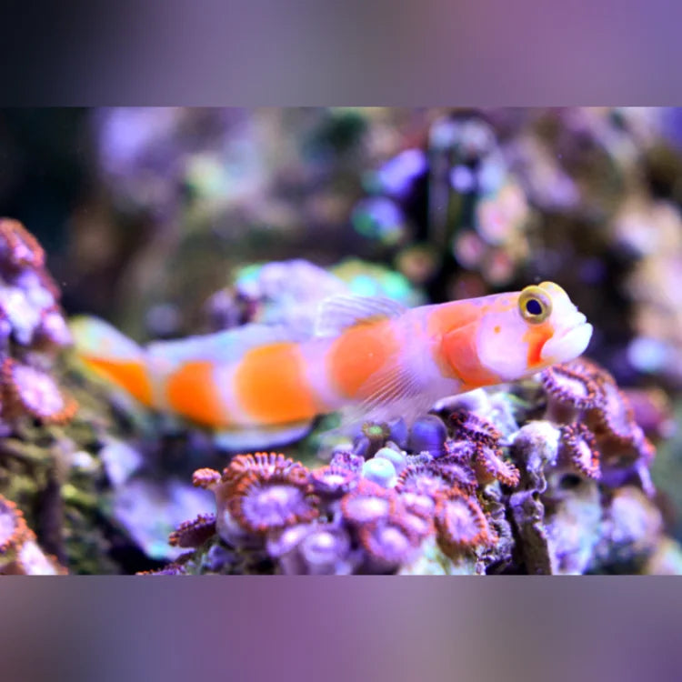 Aurora Goby For Sale | Symbiotic Shrimp Goby – AquariumFish.com