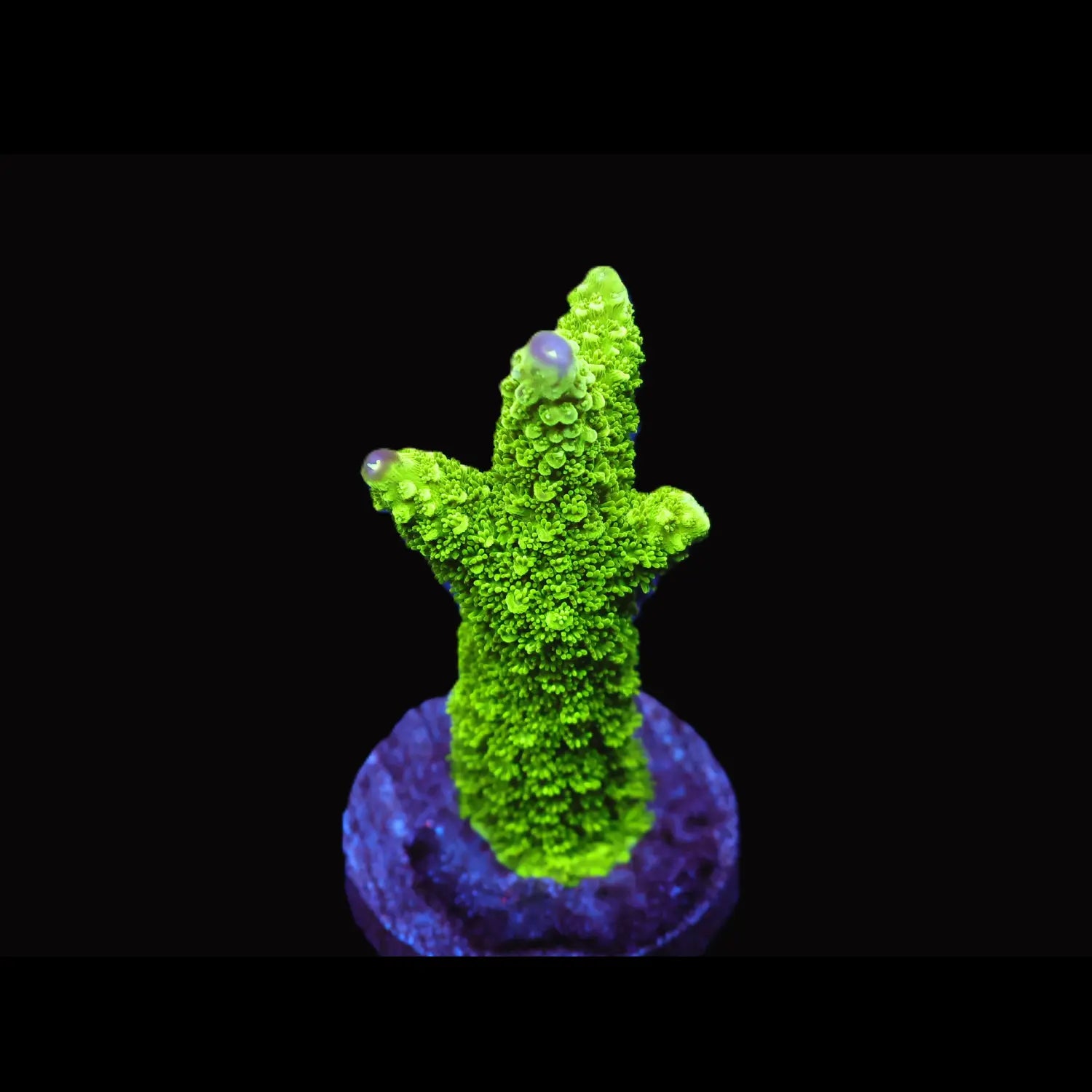 Green Slimer Acropora for Sale | Vibrant Neon Green SPS – AquariumFish.com