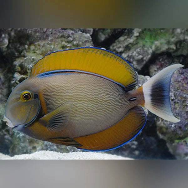 Bariene Tang for Sale | Live Marine Fish – AquariumFish.com