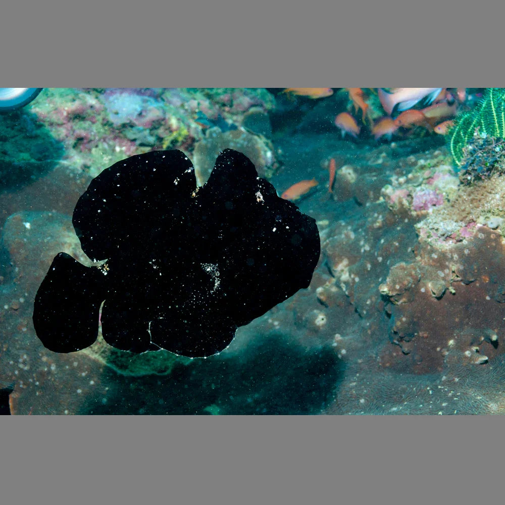 Black Anglerfish For Sale | Shallow-Water Ambush Predator ...