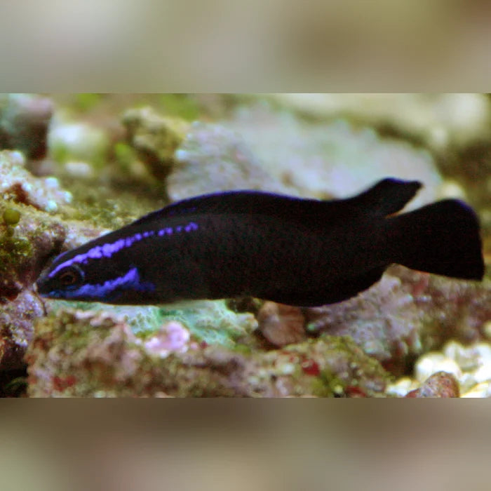 Black Neon Hybrid Dottyback for Sale | Blue Striped Fish – AquariumFish.com