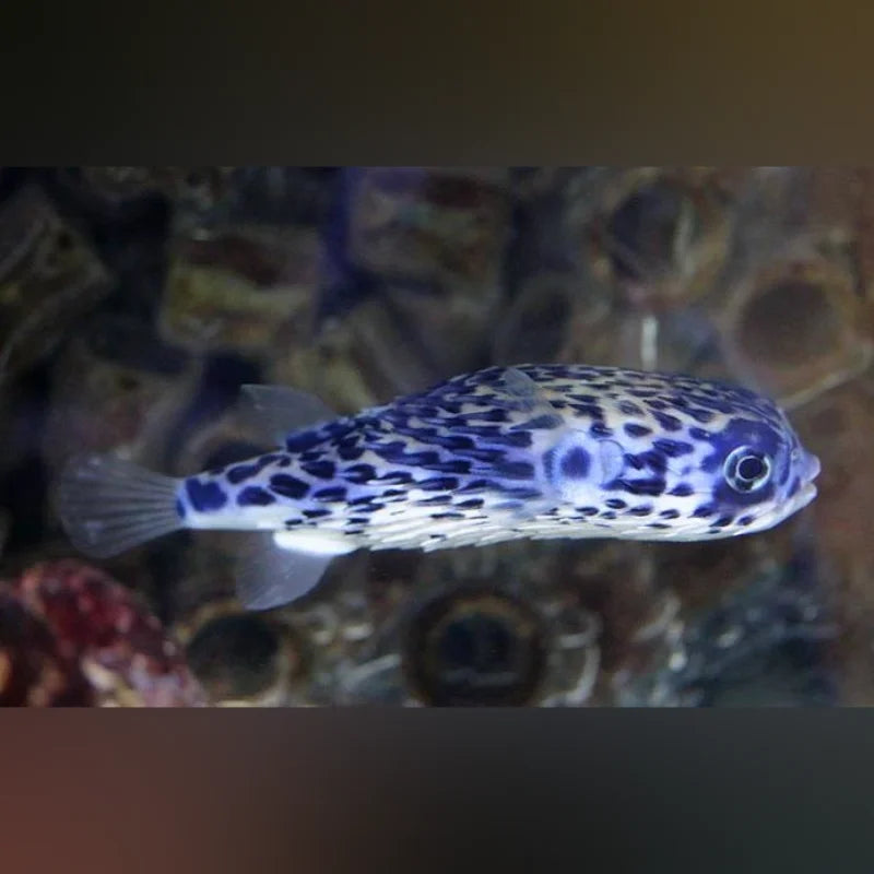 Pelagic Porcupinefish for Sale | Blue Striped Puffer – AquariumFish.com