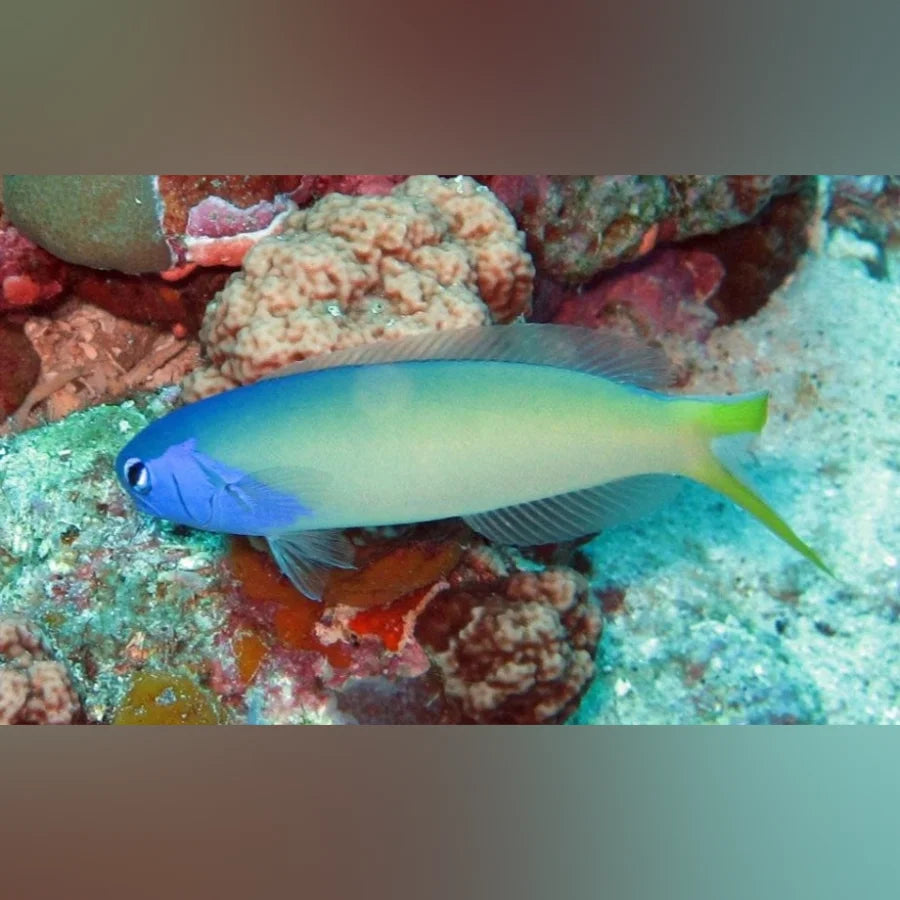 Blueface Tilefish for Sale | Vibrant Blue & Yellow – AquariumFish.com
