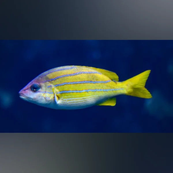 Blueline Snapper For Sale | 15-Inch FOWLR Predator – AquariumFish.com