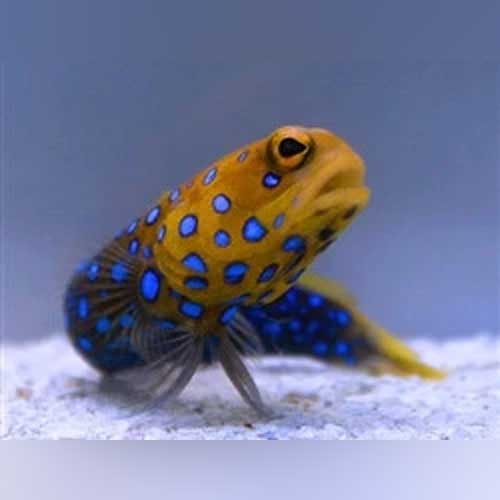 Blue Spot Jawfish – AquariumFish.com