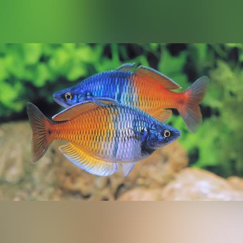 Boesemani Rainbowfish (school of 4) – AquariumFish.com