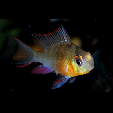 Rams – AquariumFish.com