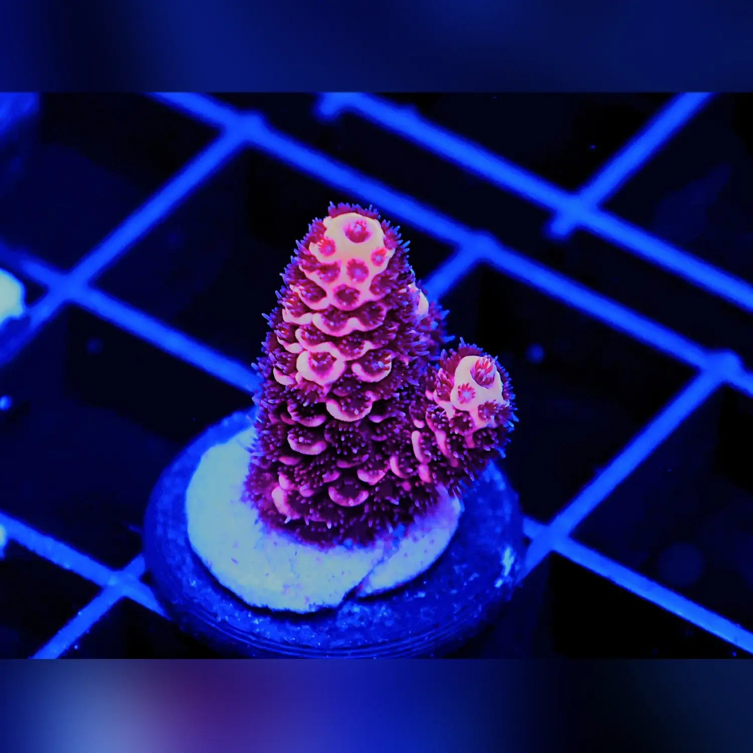 Bubble Yum Acropora for Sale | Collector SPS Coral – AquariumFish.com