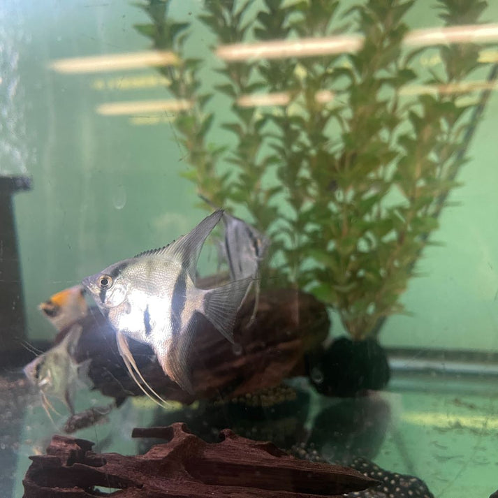 Bulgarian Seal Point Angelfish for sale – AquariumFish.com