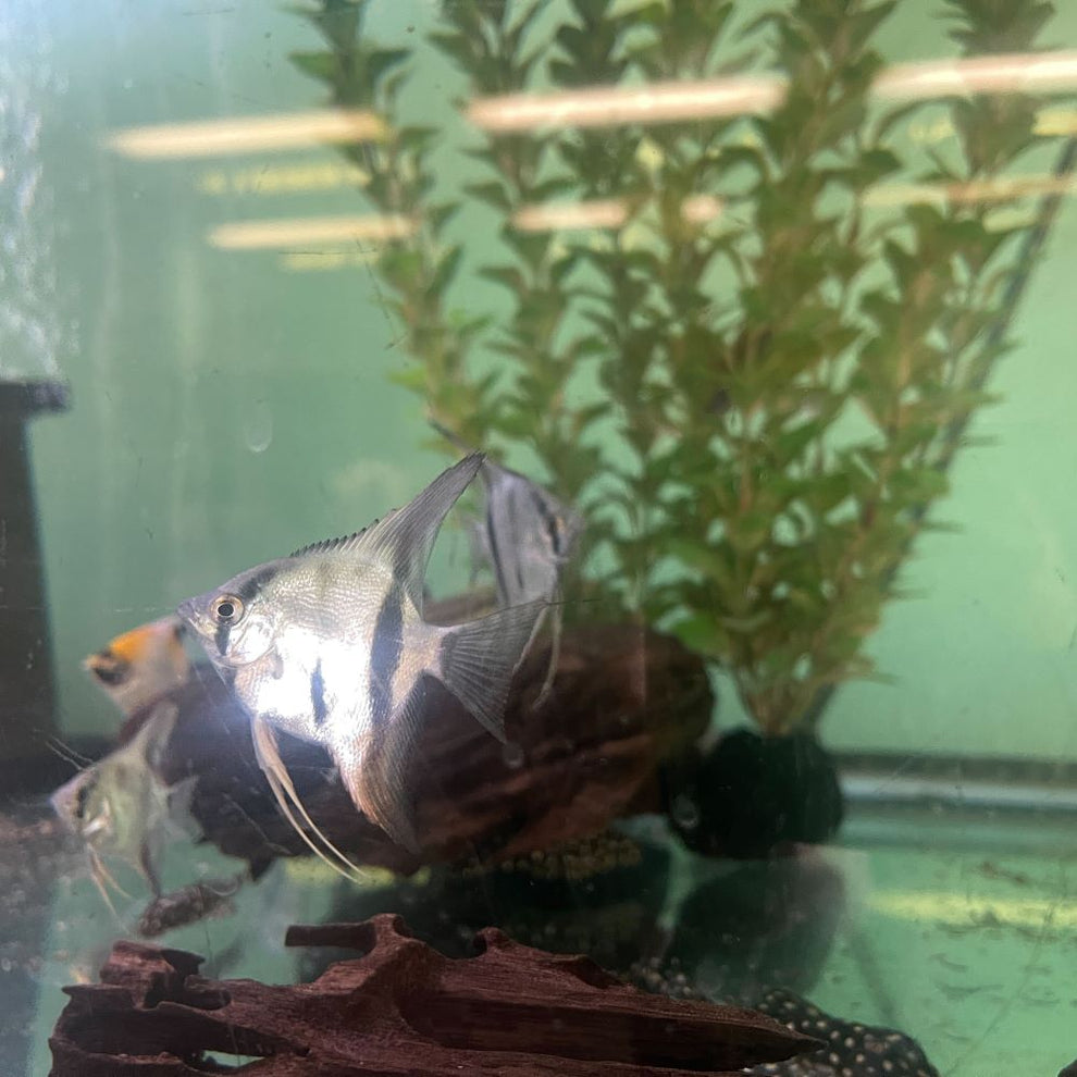 Bulgarian Seal Point Angelfish for sale – AquariumFish.com