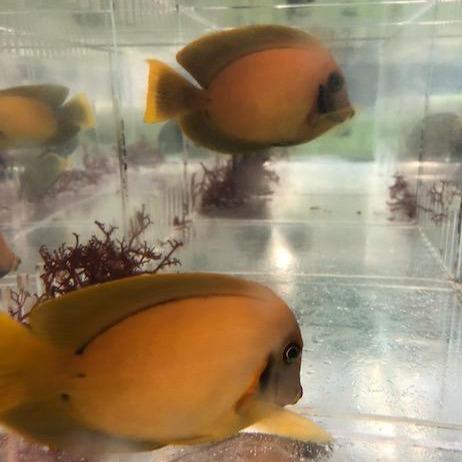 Chocolate Yellow Mimic Tang for Sale | Live Algae Grazer – AquariumFish.com