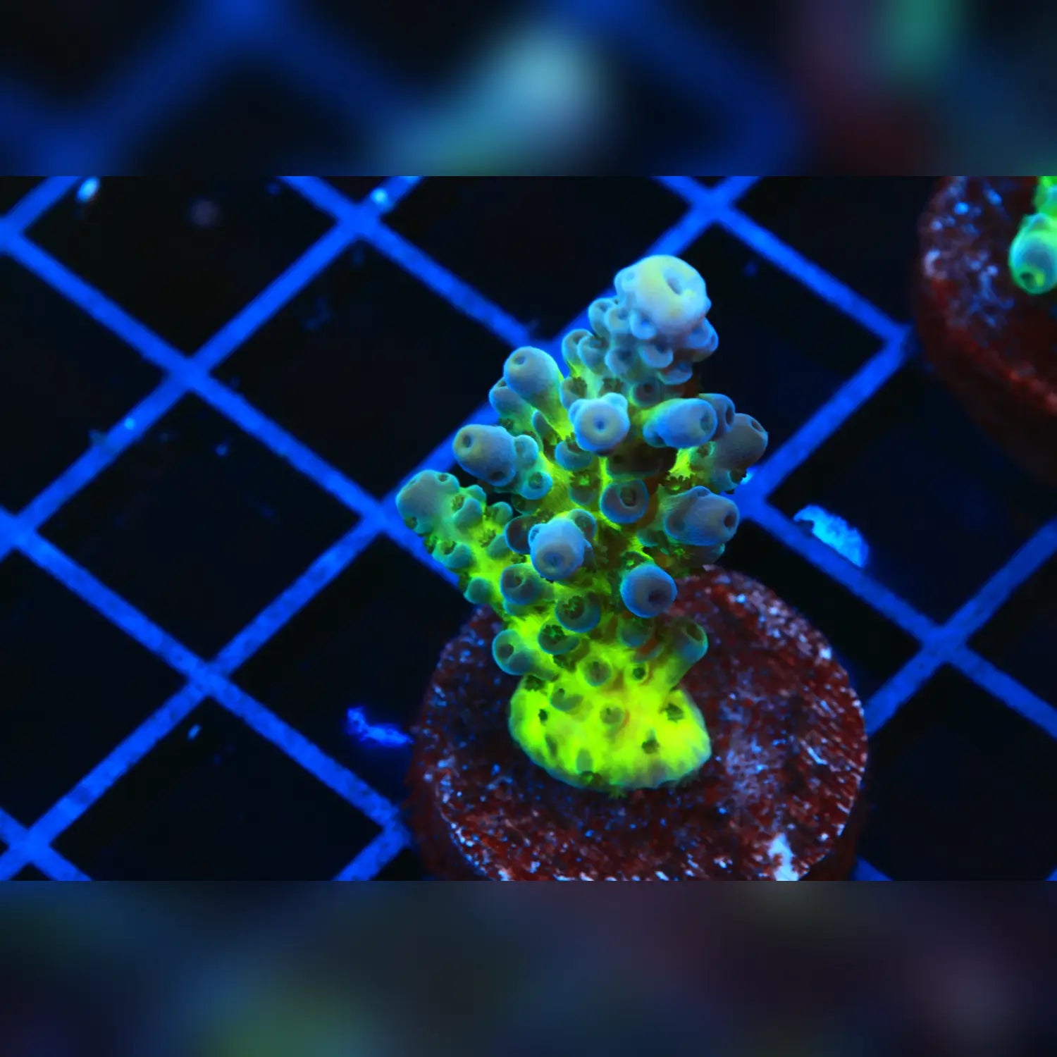 Cali Tort Acropora for Sale | Iconic Blue Tortuosa Strain ...